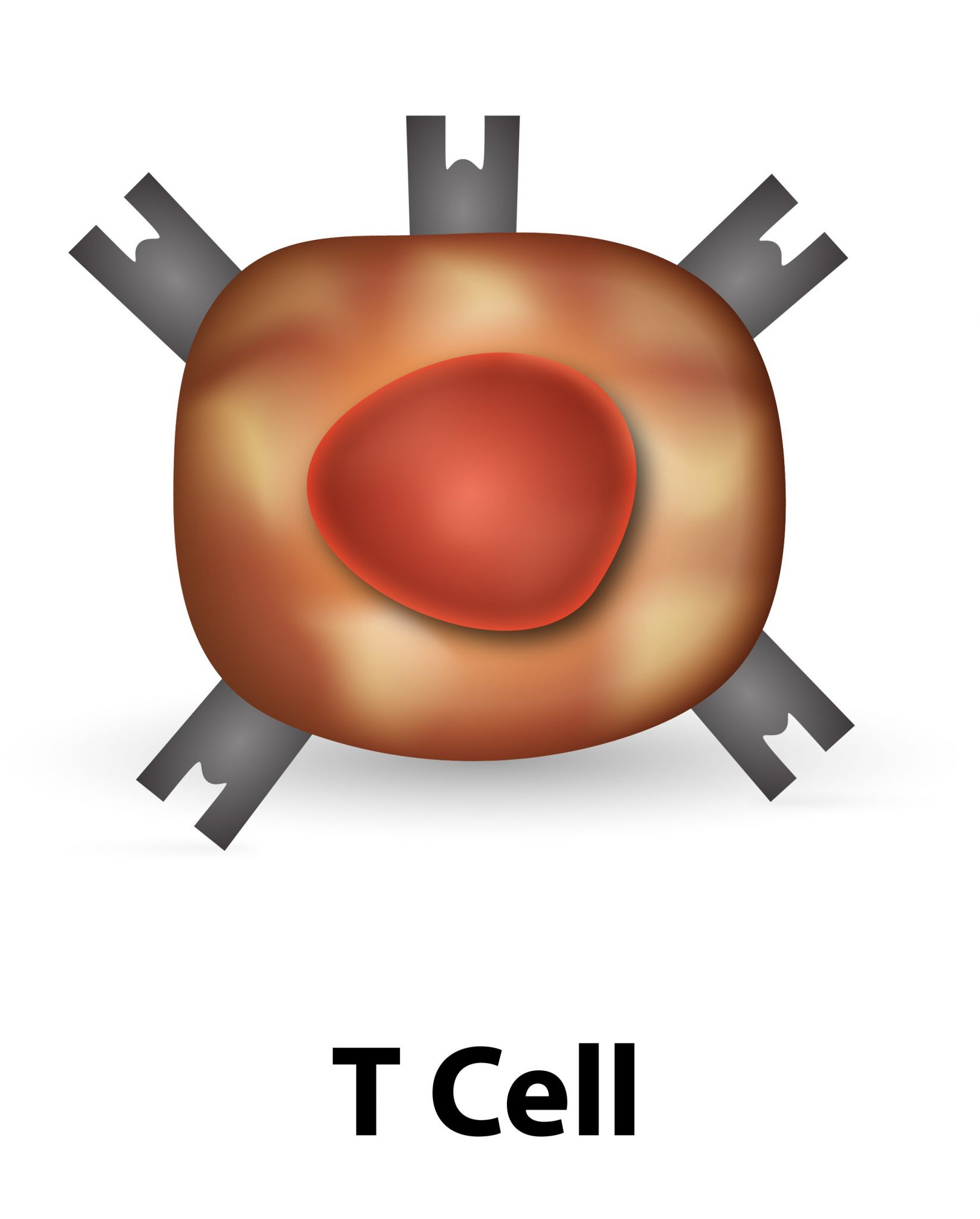 How to strengthen your immune system naturally - ImmunoShield