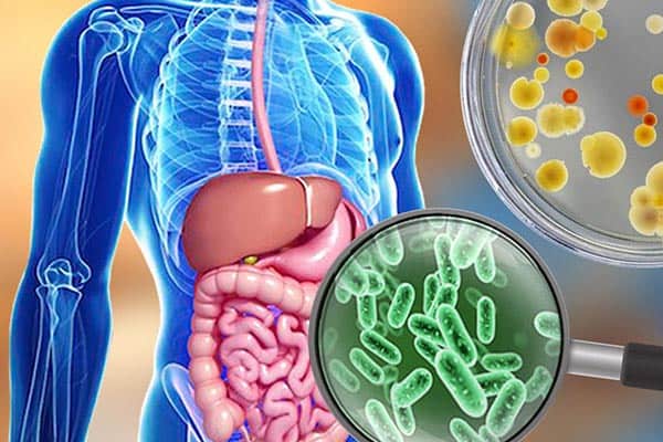 A strong immune system starts in the gut