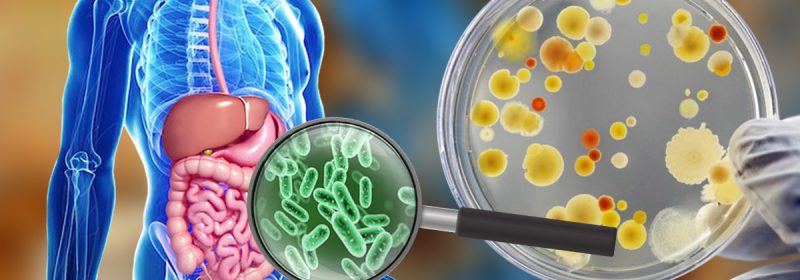 Healthy living - A strong immune system starts in the gut